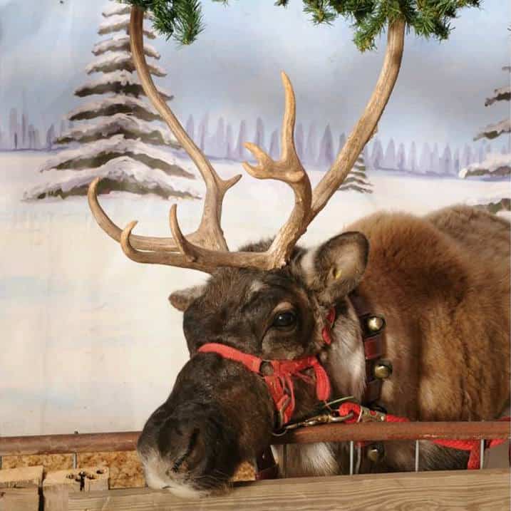 Meet Santa and his Reindeer in Lee's Summit - Kansas City on the Cheap
