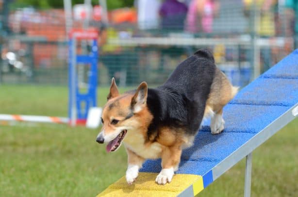 Best Public Dog Parks in Kansas City - Kansas City on the Cheap