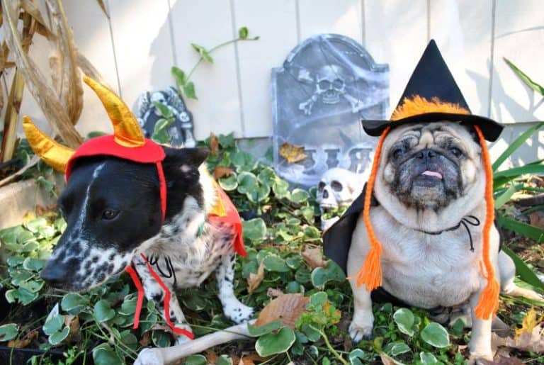 Dog Friendly Halloween Events In Kansas City Kansas City On The Cheap dog-friendly-halloween-events-in-kansas-city-kansas-city-on-the-cheap