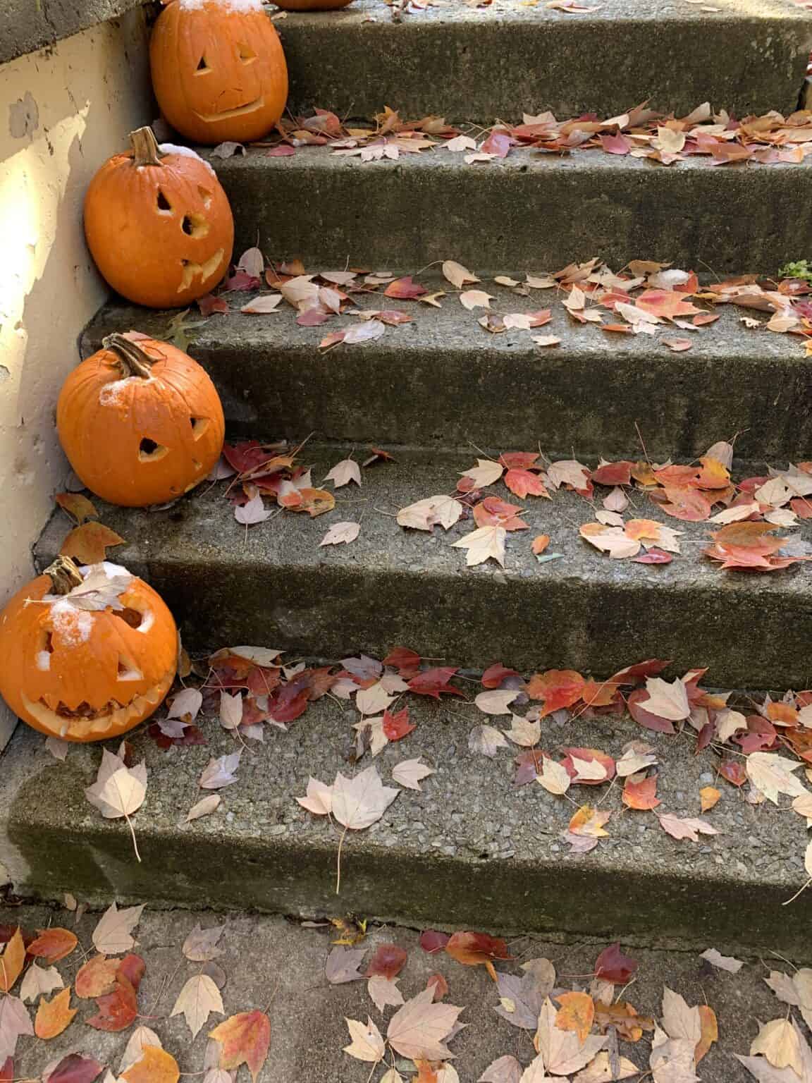 Wondering what to do with your pumpkins after Halloween? Party ...